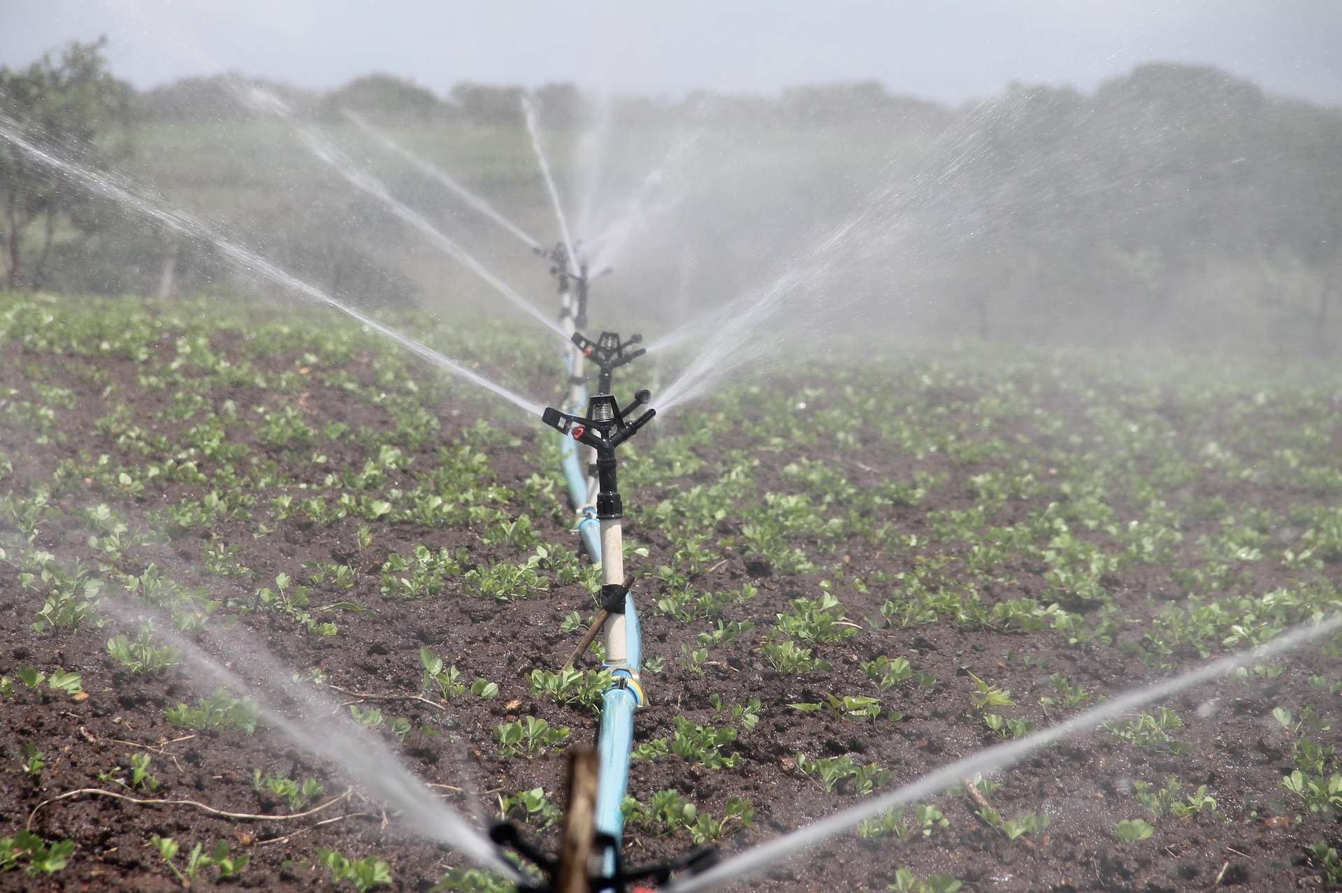 SABS Passy - Saloum AgroBusiness Services | Produits locaux et services ...